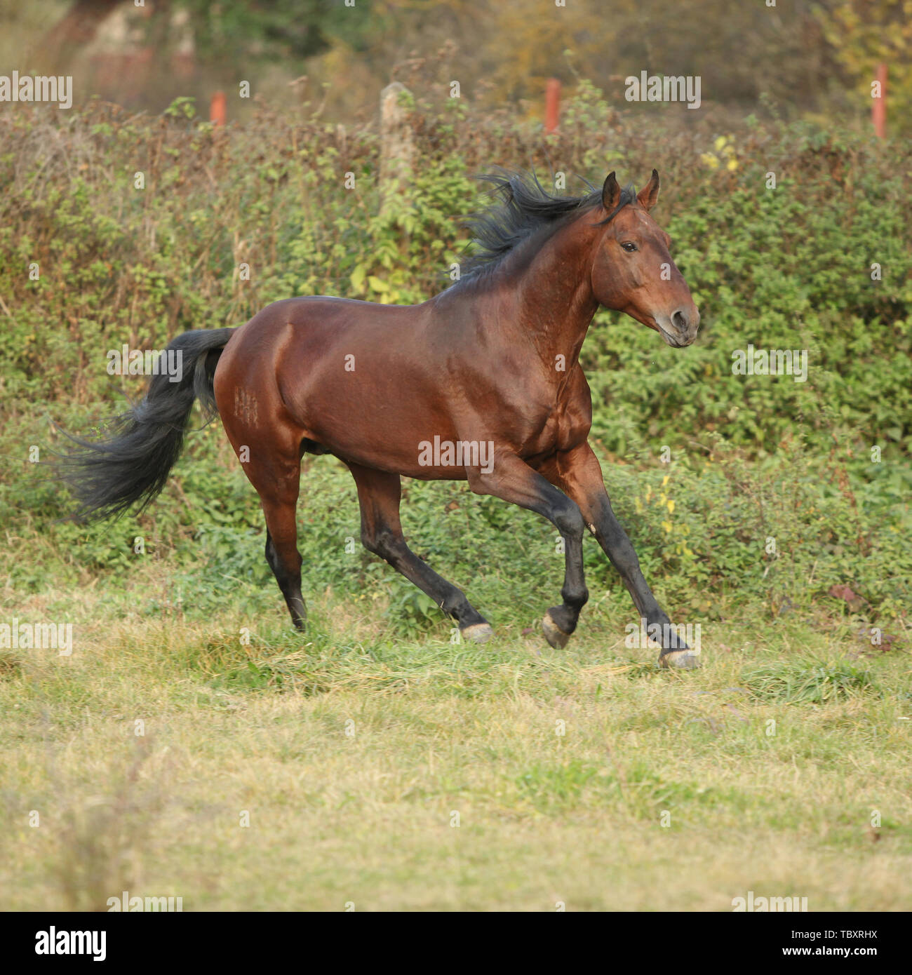 Kabardin horse hi-res stock photography and images - Alamy
