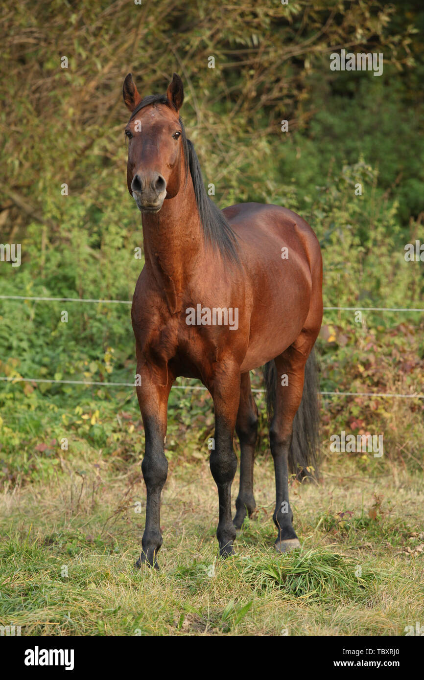 Kabardin horse hi-res stock photography and images - Alamy