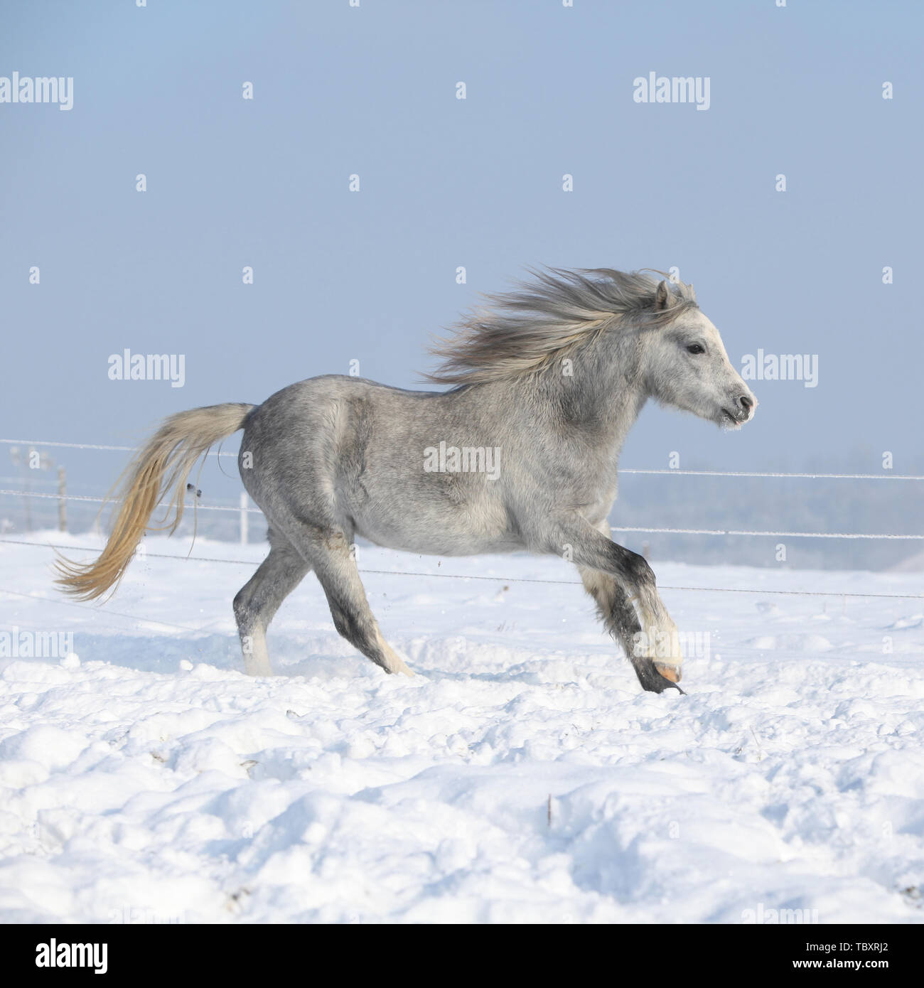 Welsh mountain pony in winter hi-res stock photography and images - Alamy