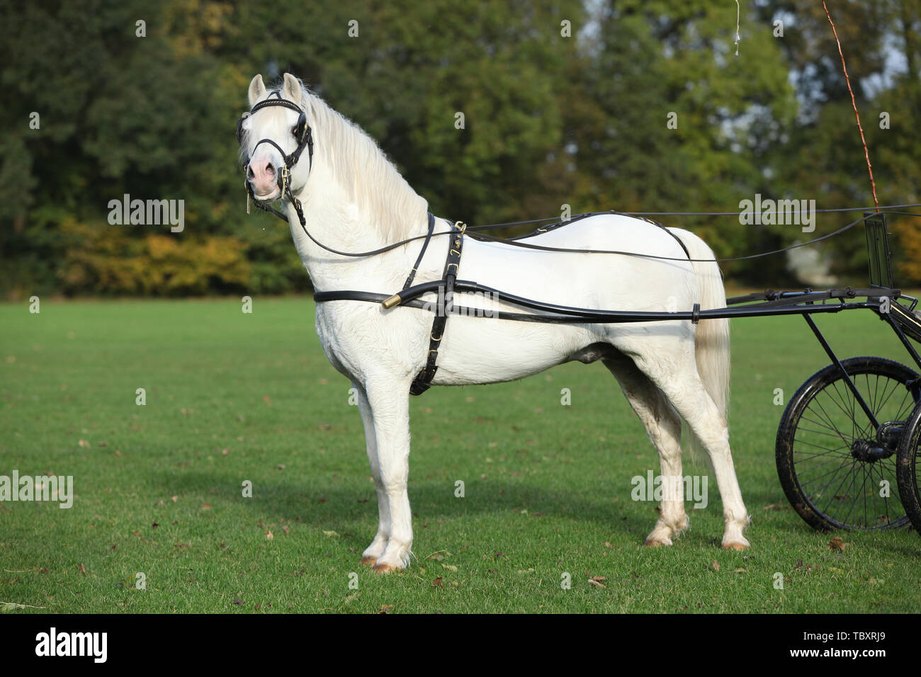 White welsh mountain pony stallion standing in nature Stock Photo - Alamy