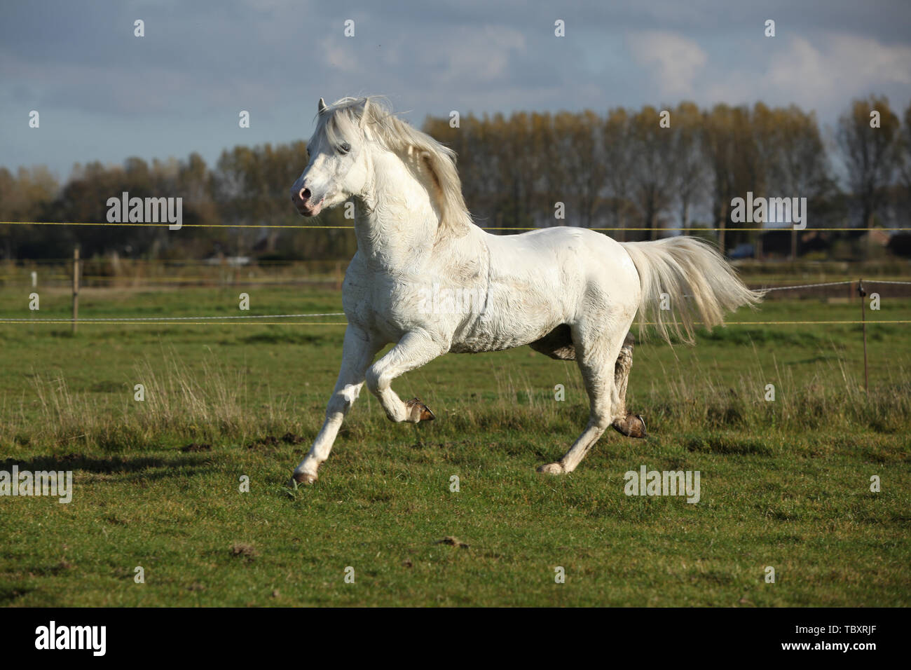 Nice white welsh mountain pony stallion running in autumn Stock Photo ...