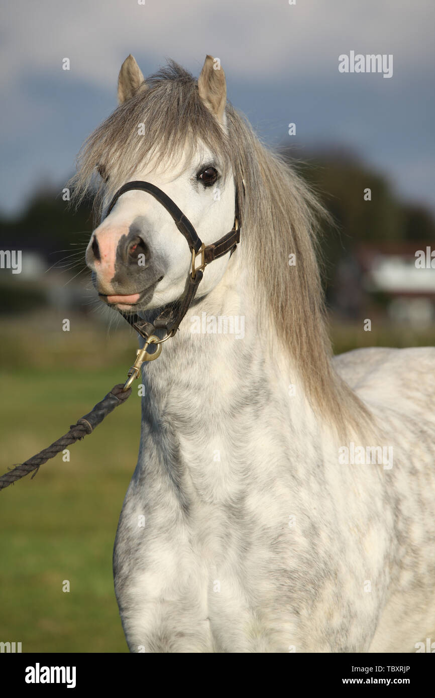 White welsh mountain pony with black halter standing Stock Photo - Alamy