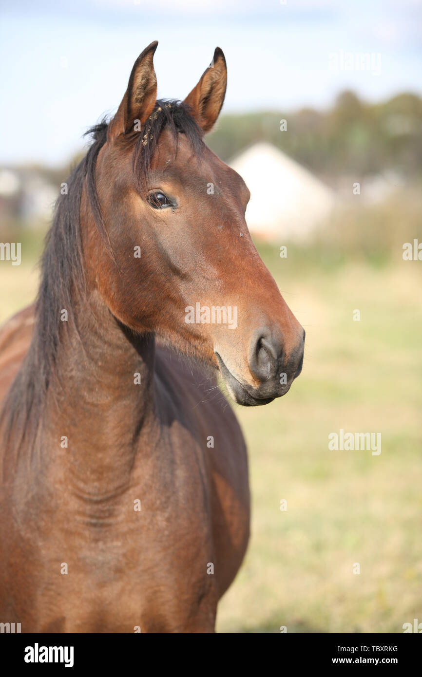 Kabardin horse hi-res stock photography and images - Alamy