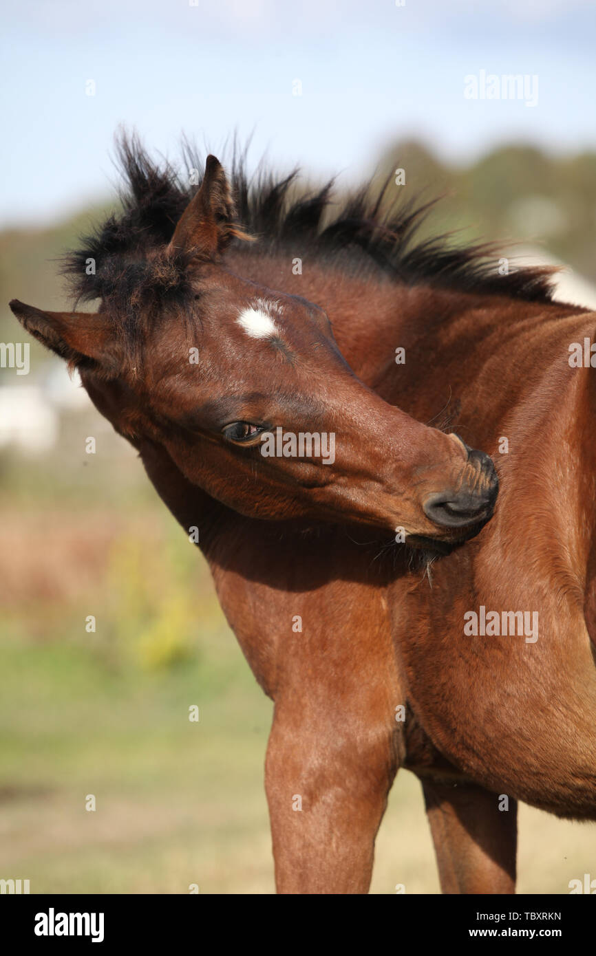 Kabardin horse hi-res stock photography and images - Alamy