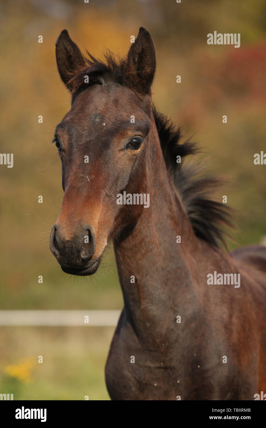 Kabardin horse hi-res stock photography and images - Alamy