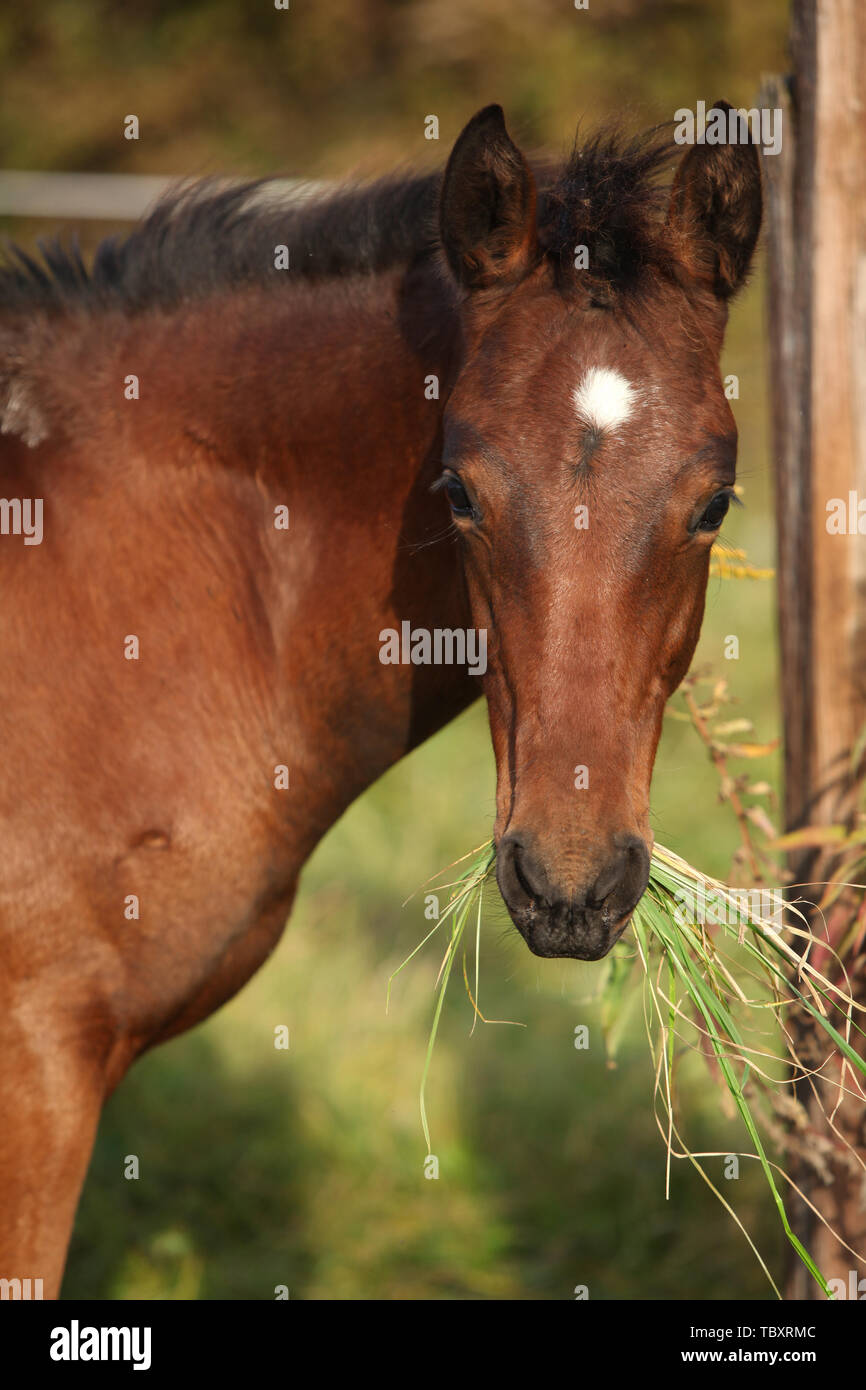 Kabardin horse hi-res stock photography and images - Alamy