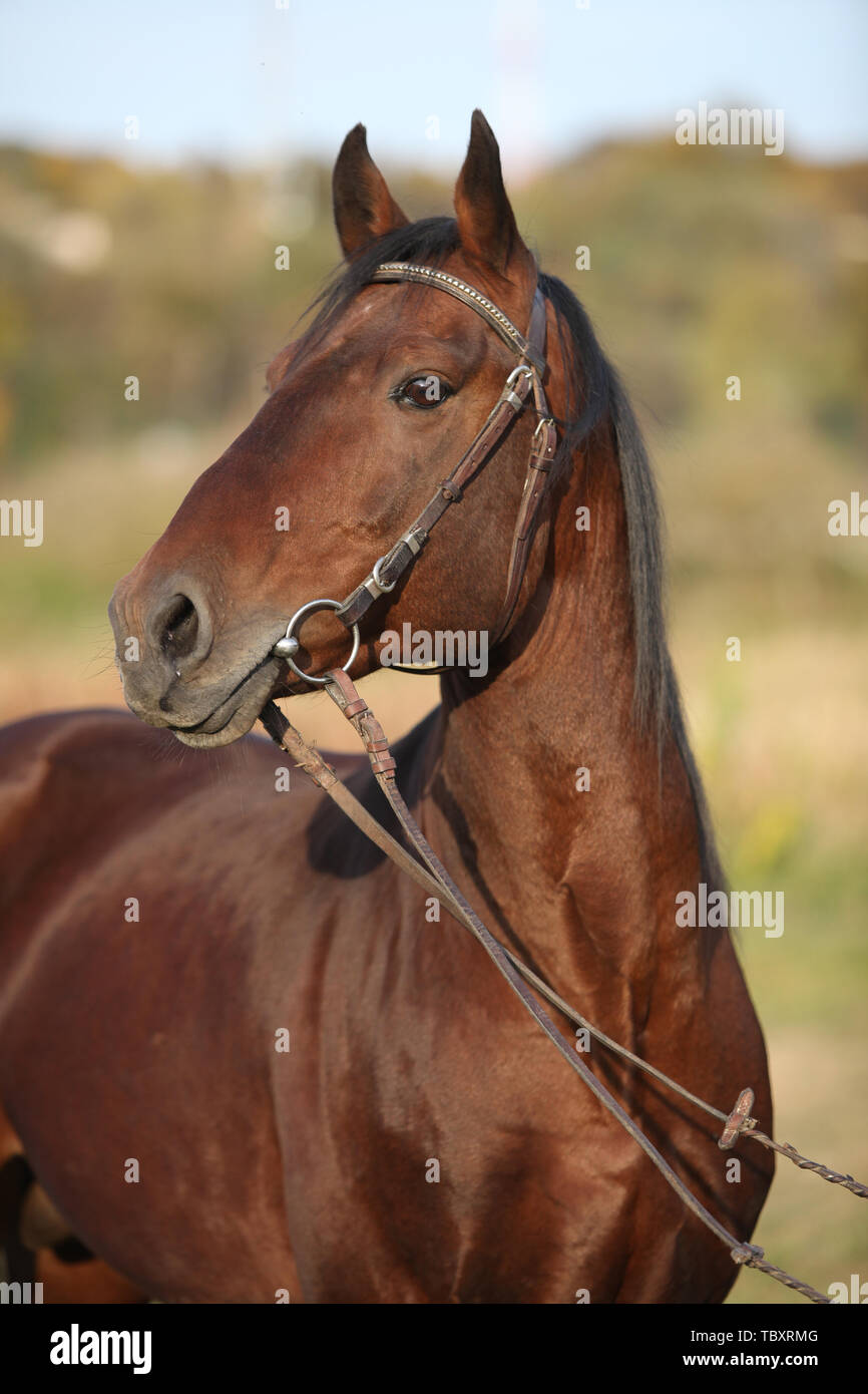Kabardin horse hi-res stock photography and images - Alamy