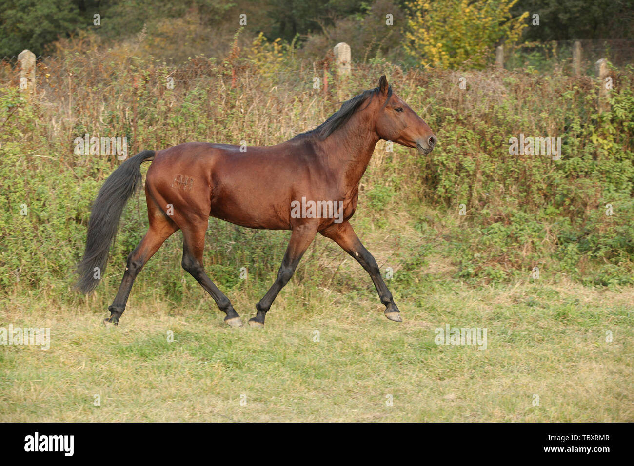 Portrait of nice kabardin horse in autumn Stock Photo - Alamy