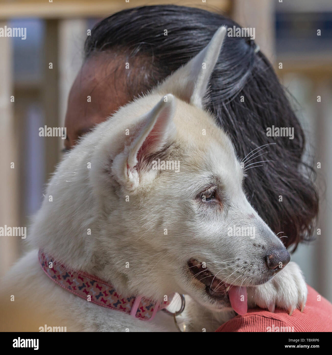 German shepard x husky hi-res stock photography and images - Alamy