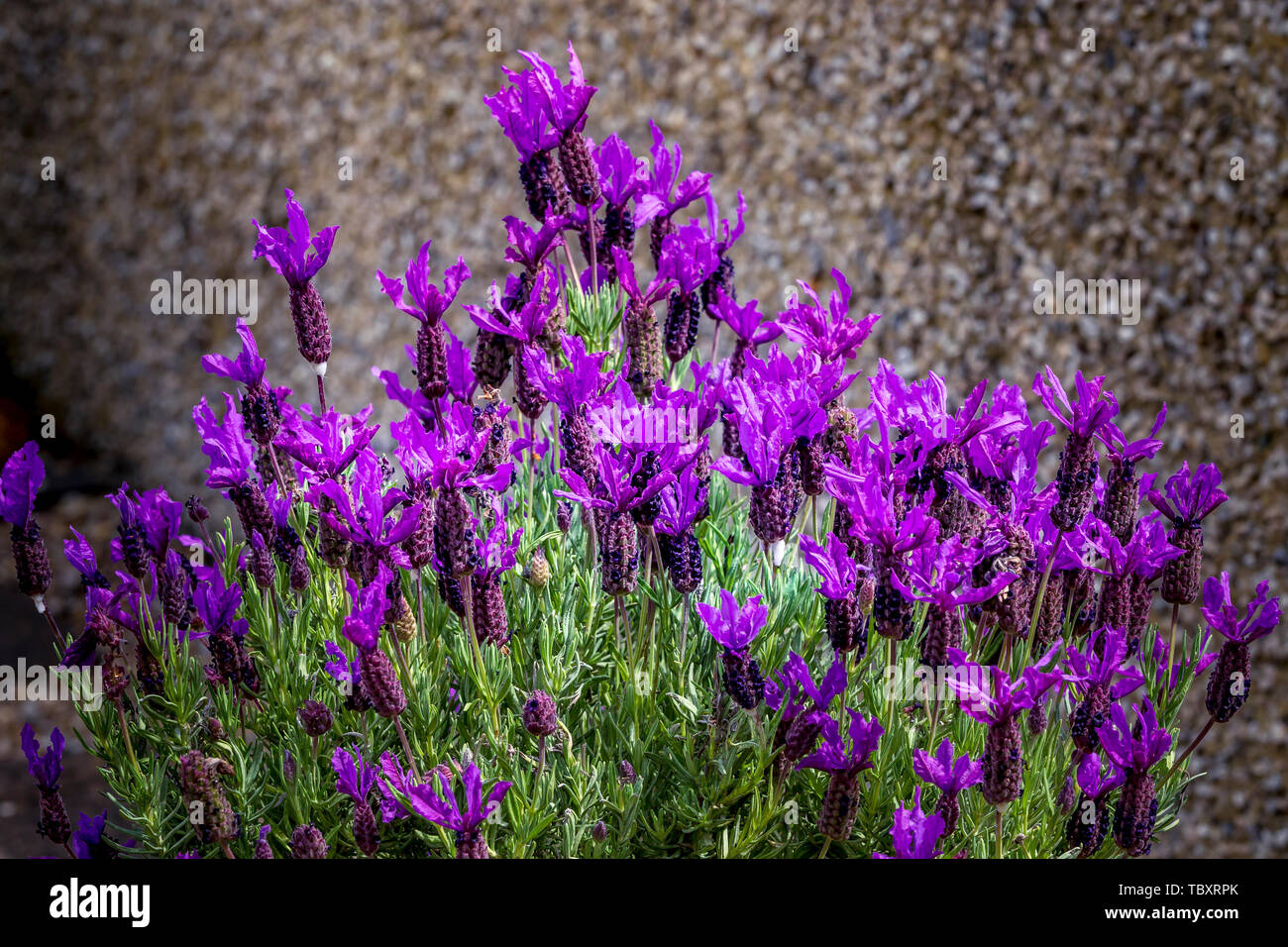 Lavender (Lavandula stoechas) growing in a pot in a front garden in ...