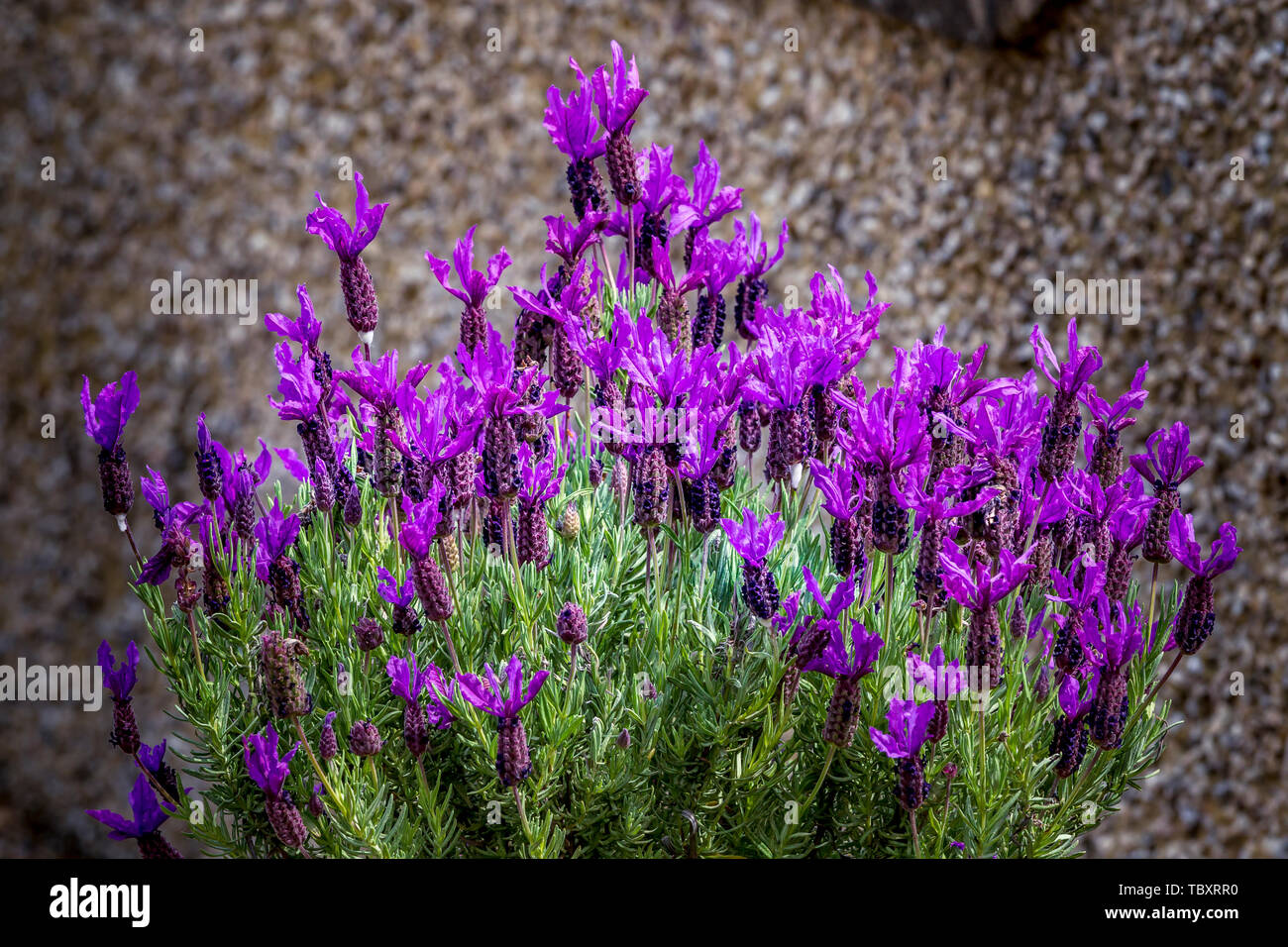 Lavender (Lavandula stoechas) growing in a pot in a front garden in ...