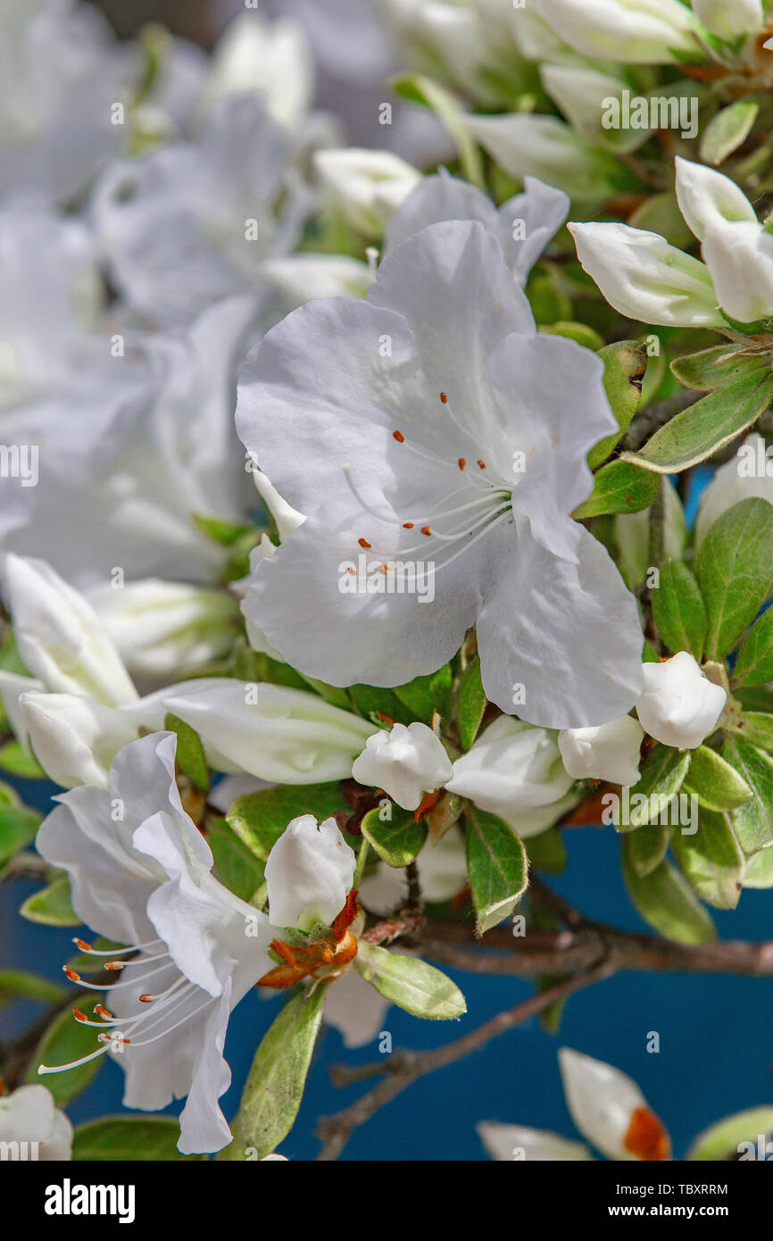 Azalea bush hi-res stock photography and images - Alamy