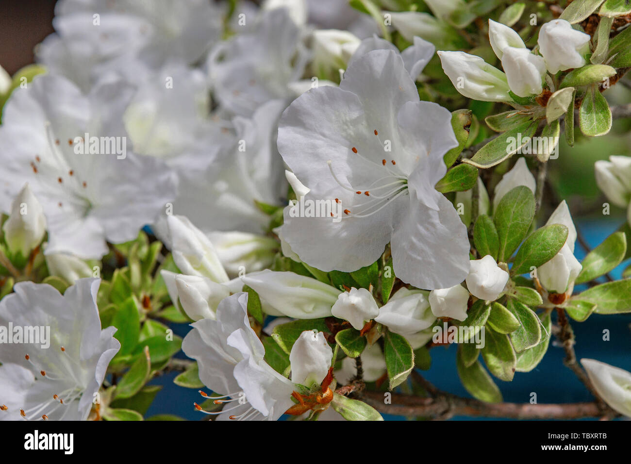 Azalea bush hi-res stock photography and images - Alamy