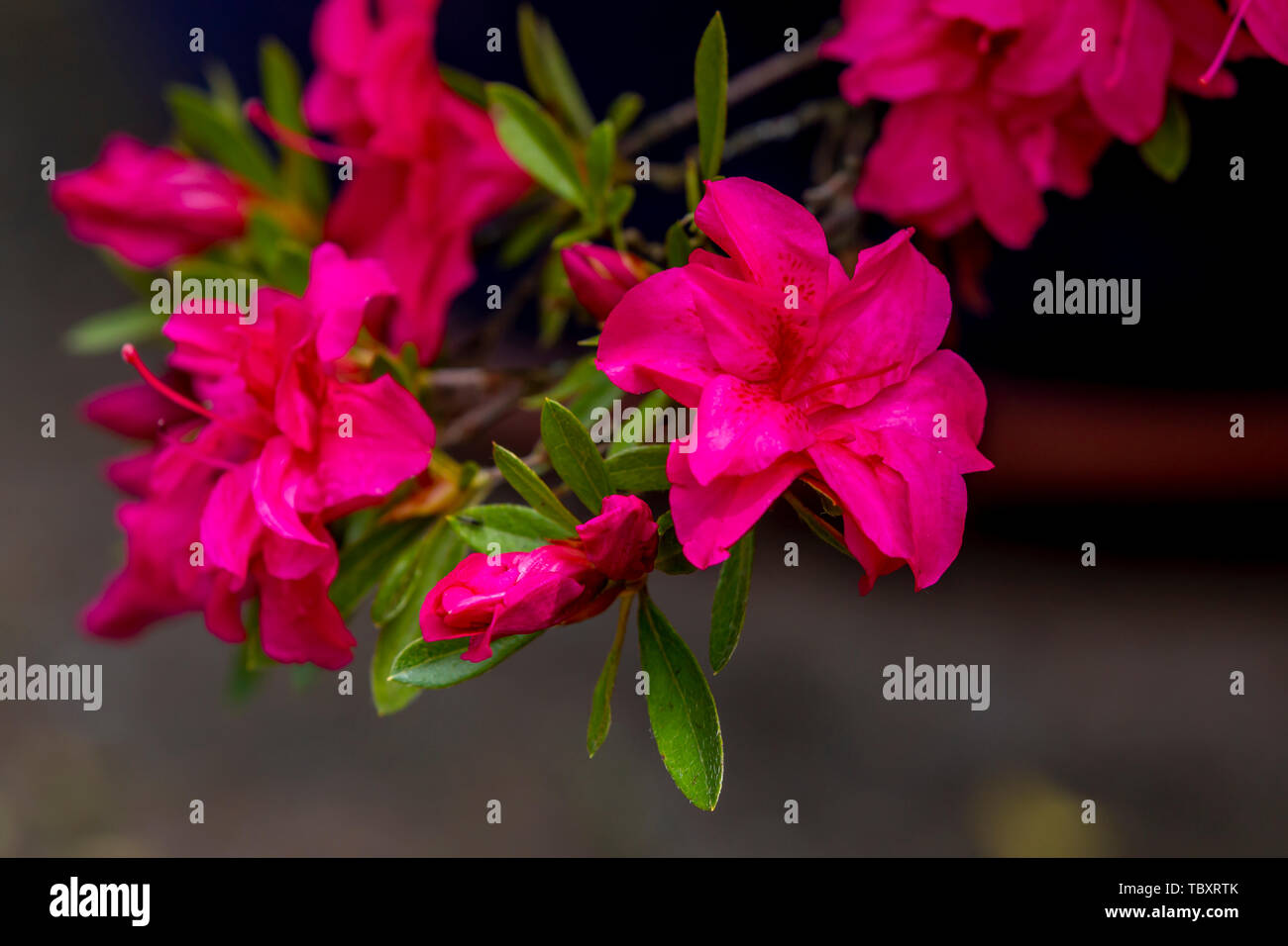 Deep Pink Azalea bush growing in a pot in a Northamptonshire back ...