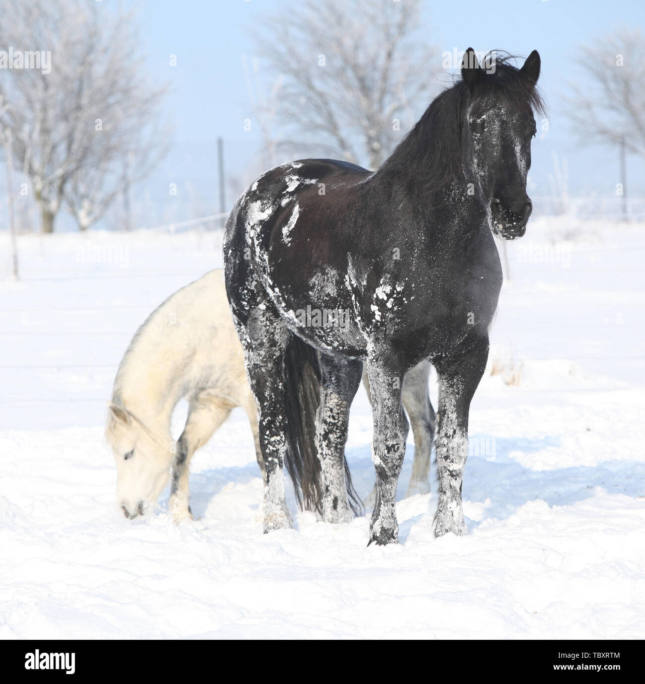 Black horse and white pony together in winter Stock Photo - Alamy