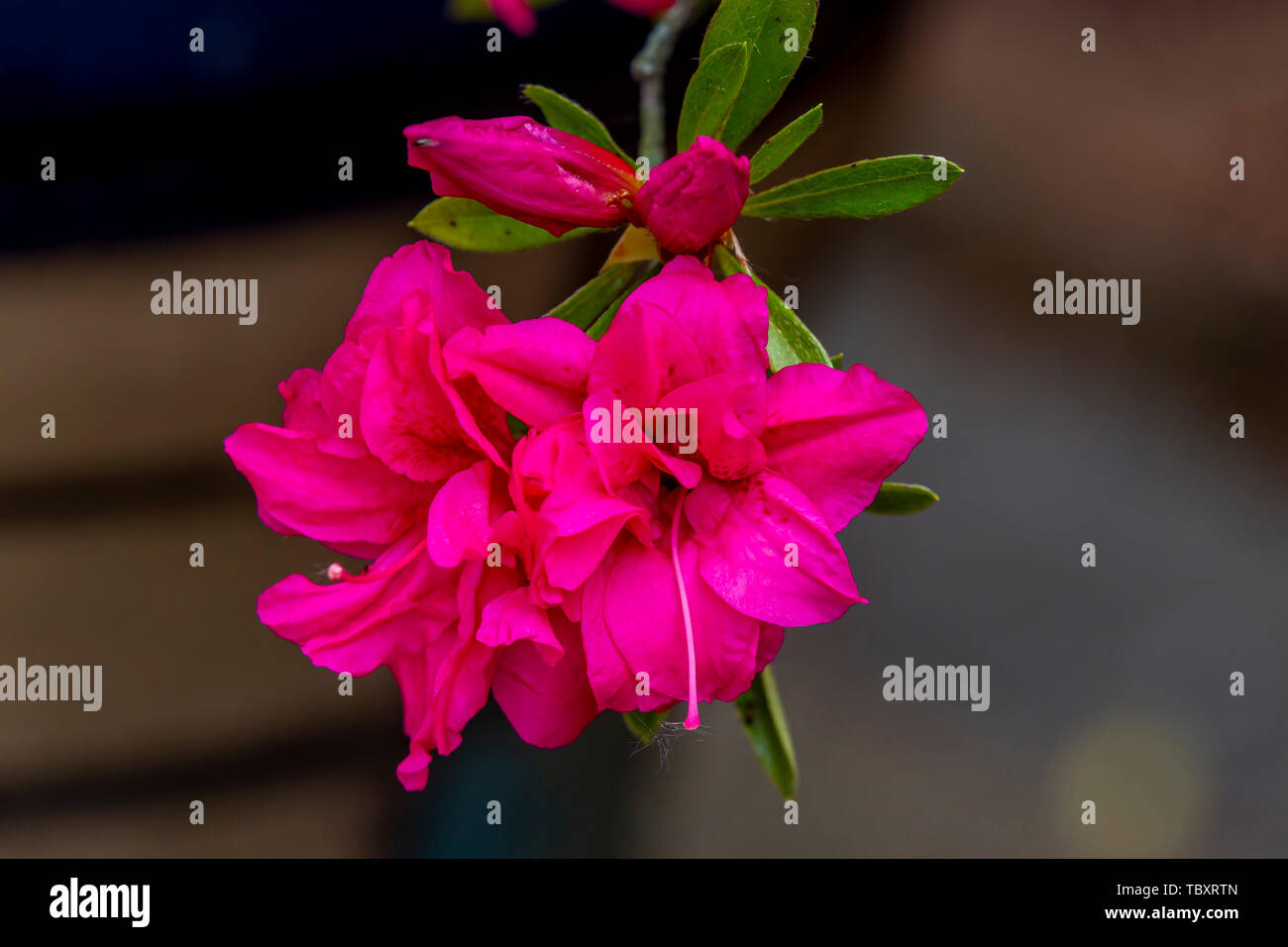 Deep pink flowering azalea hi-res stock photography and images - Alamy