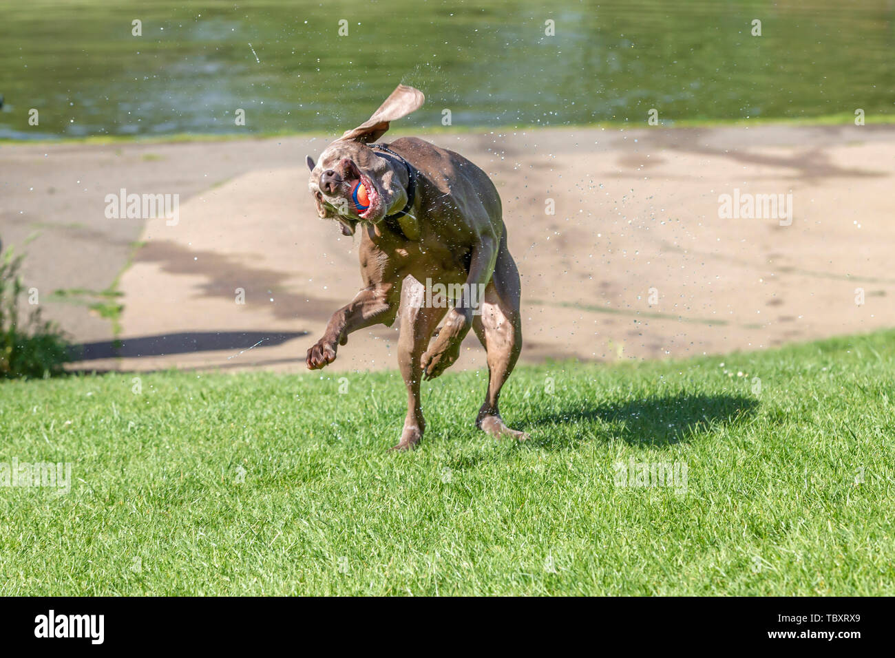 Lanky people hi-res stock photography and images - Alamy