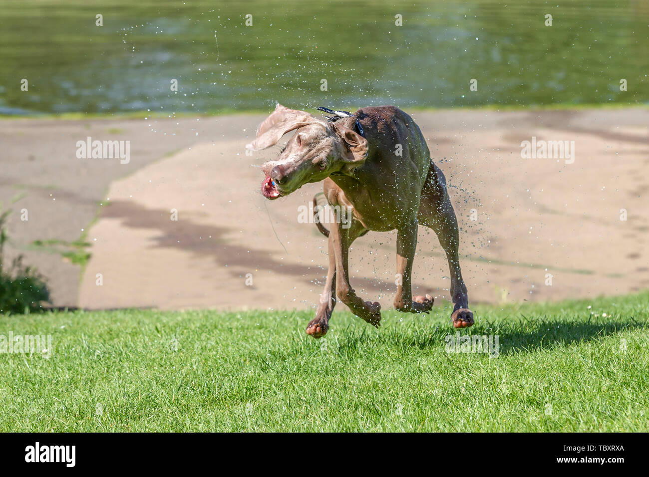 Lanky people hi-res stock photography and images - Alamy