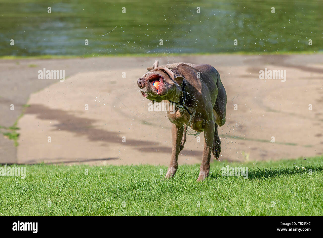 Lanky people hi-res stock photography and images - Alamy