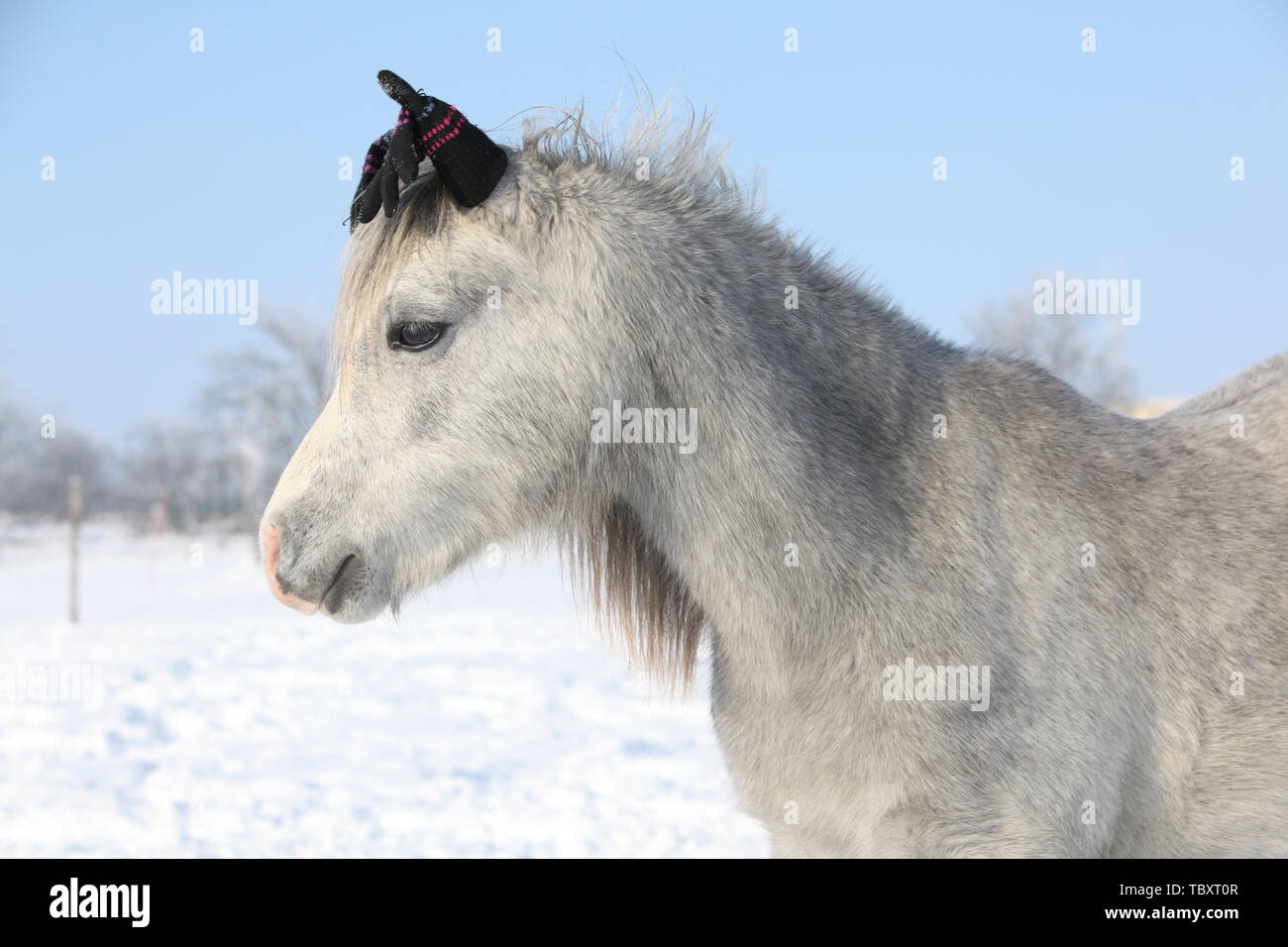 Grey pony in the snow hi-res stock photography and images - Alamy
