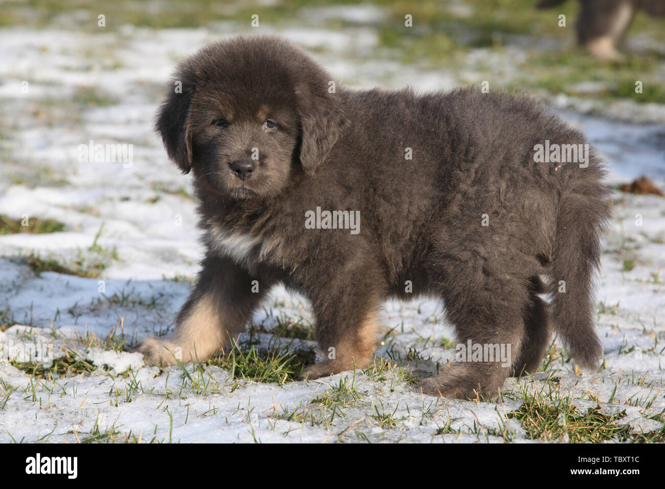 How Tall Are Tibetan Mastiff Standing On Their Hind Legs