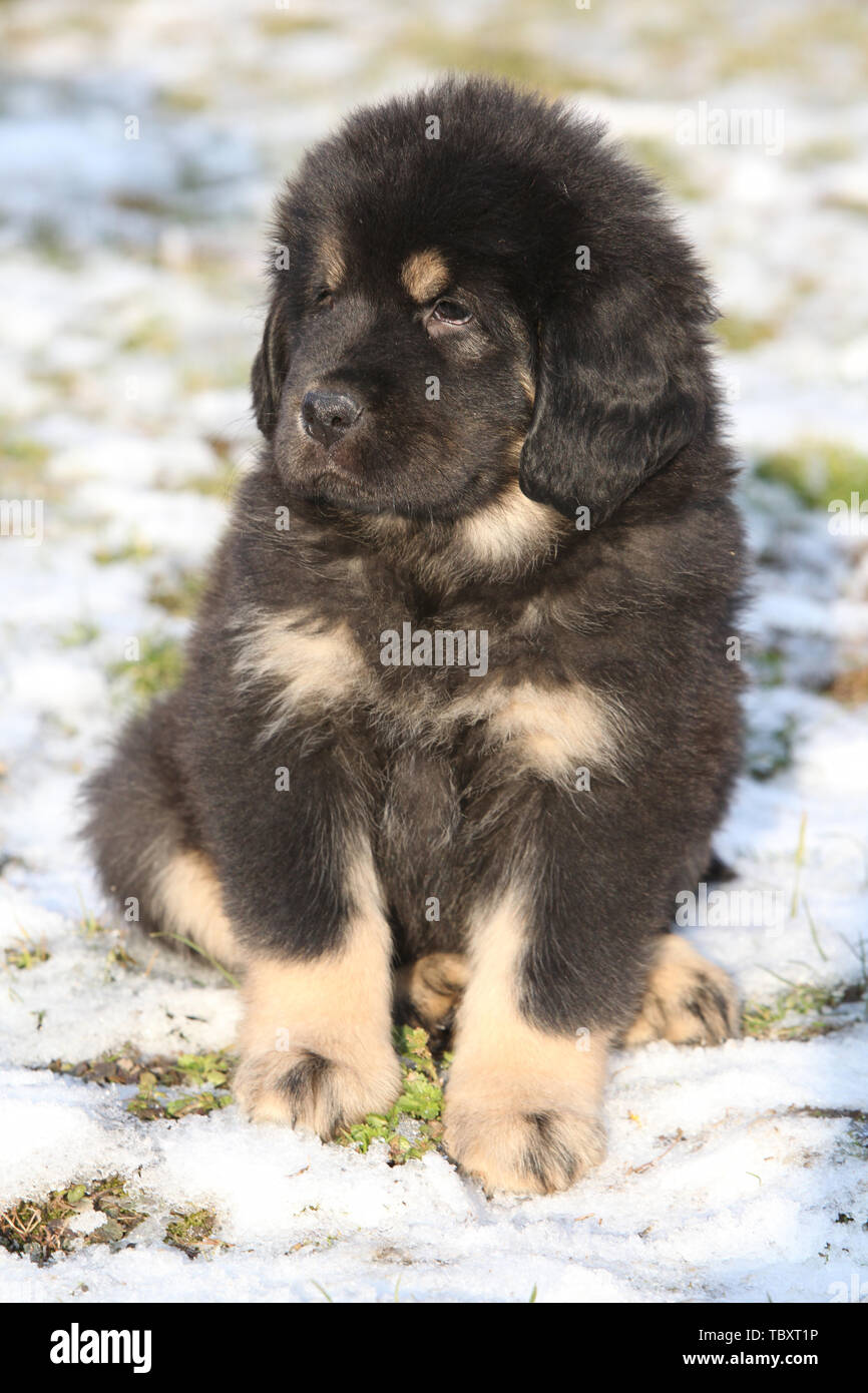 Amazing puppy of Tibetan mastiff sitting in winter Stock Photo - Alamy