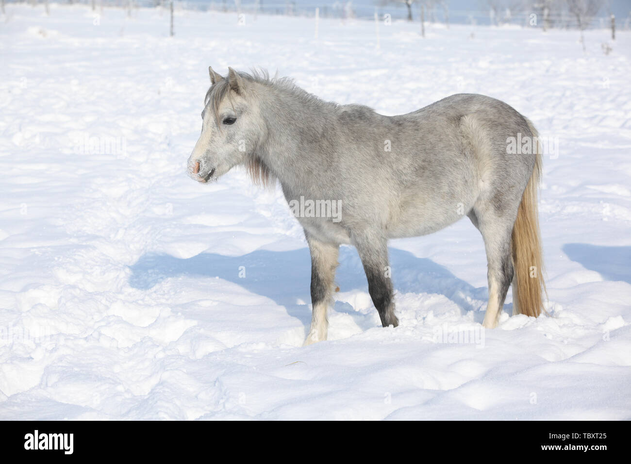 Amazing grey pony mare standing in sunny winter Stock Photo - Alamy