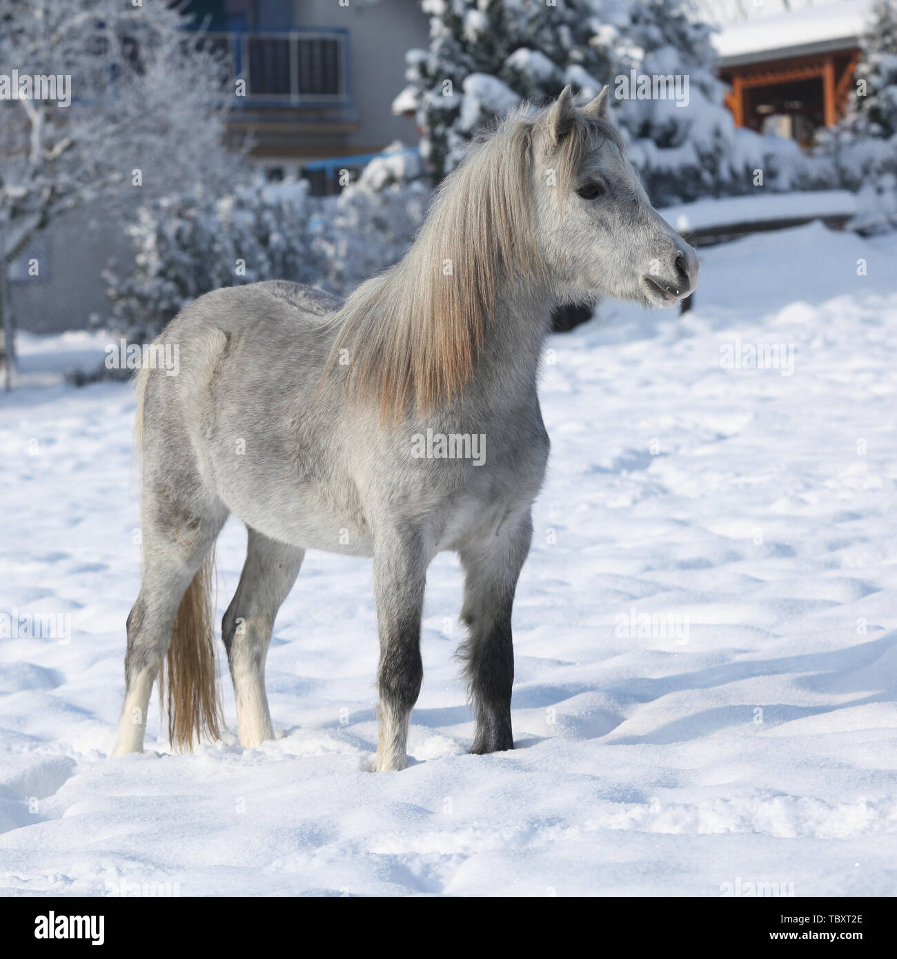 White grey color mare hi-res stock photography and images - Alamy
