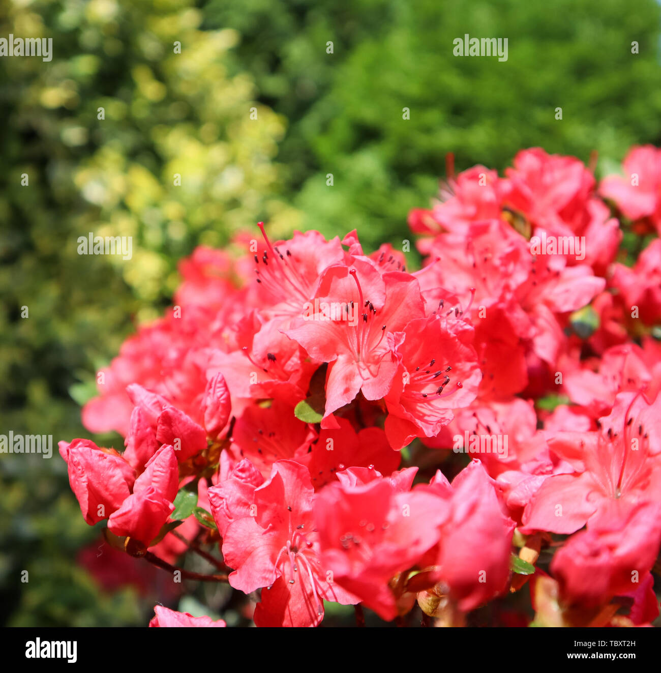 Red azalea flower hi-res stock photography and images - Alamy