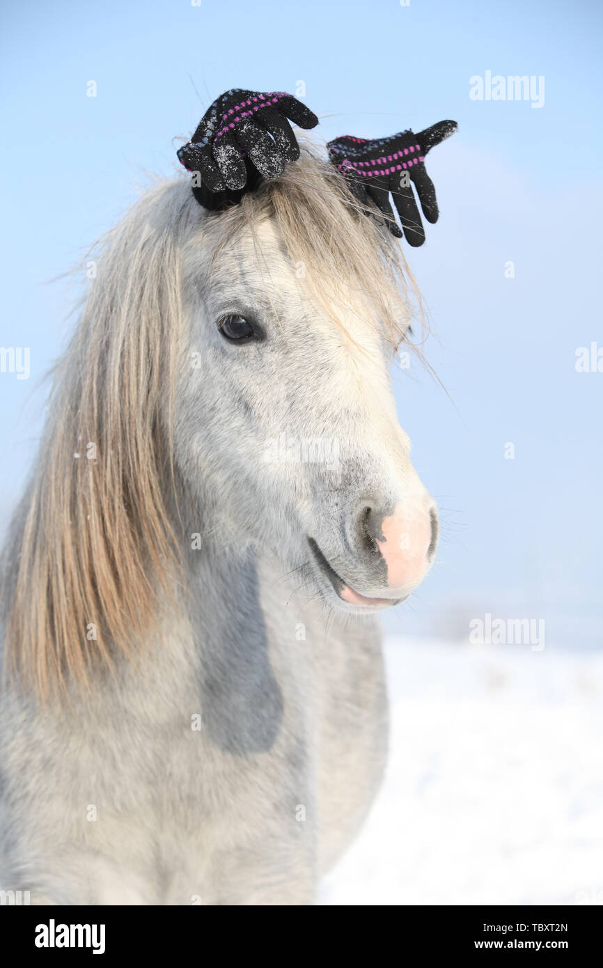 Grey pony in the snow hi-res stock photography and images - Alamy
