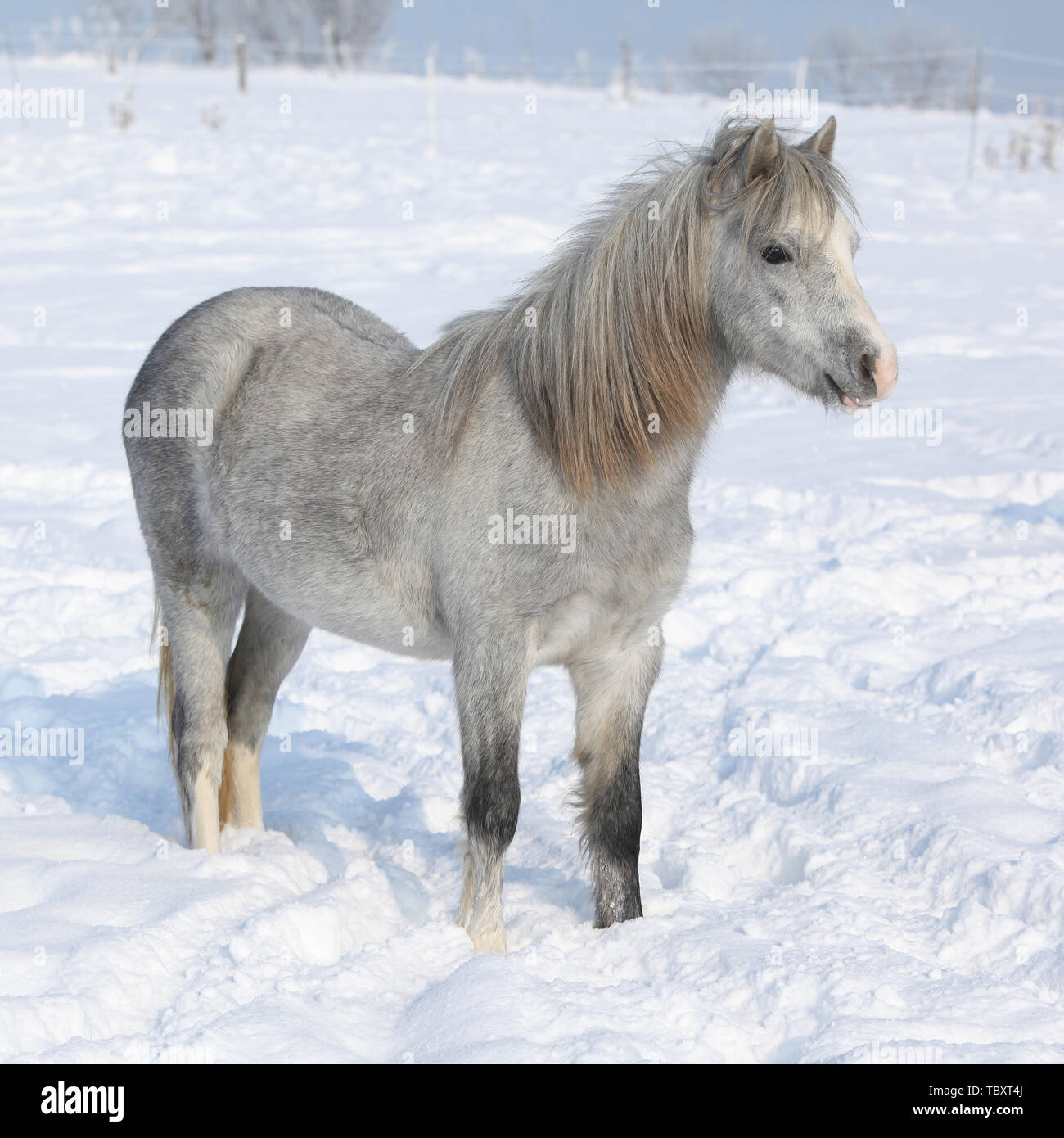 Amazing grey pony mare standing in sunny winter Stock Photo - Alamy