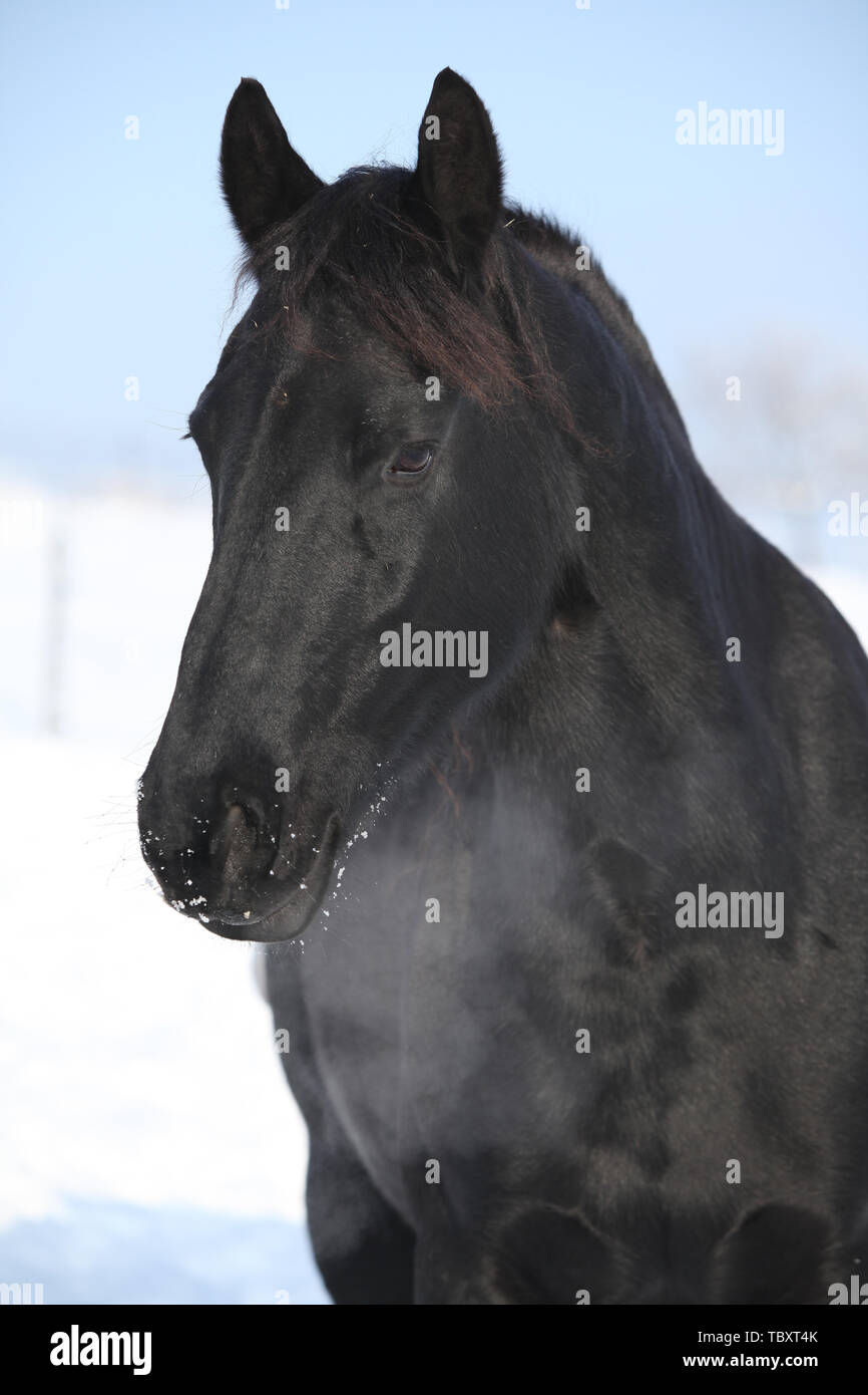 Portrait of beautiful friesian mare in winter Stock Photo - Alamy