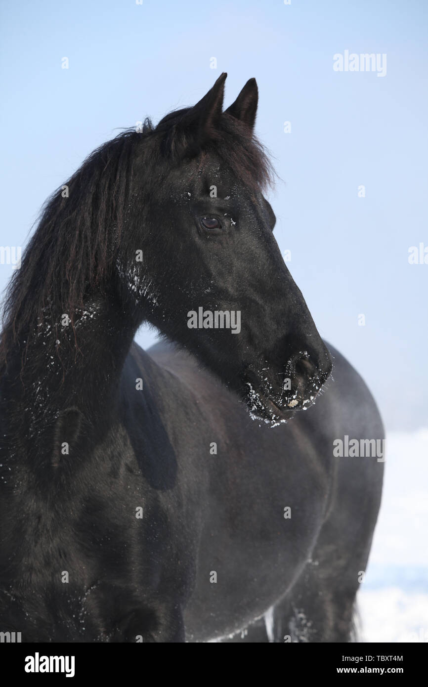 Portrait of beautiful friesian mare in winter Stock Photo - Alamy