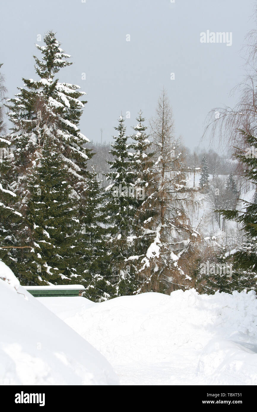 Conifers under snow hi-res stock photography and images - Alamy