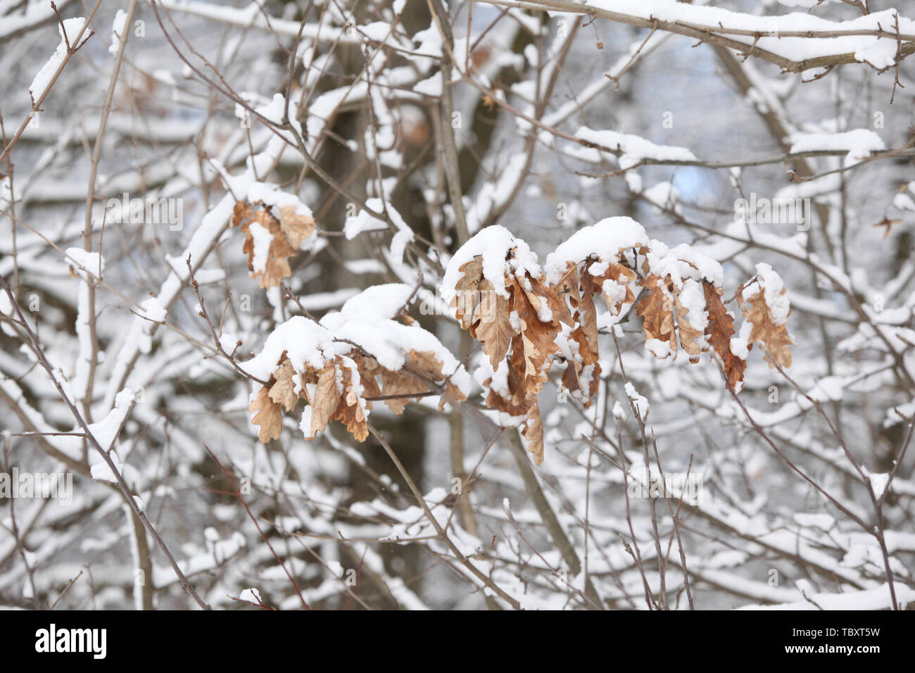 Nice trees hi-res stock photography and images - Alamy