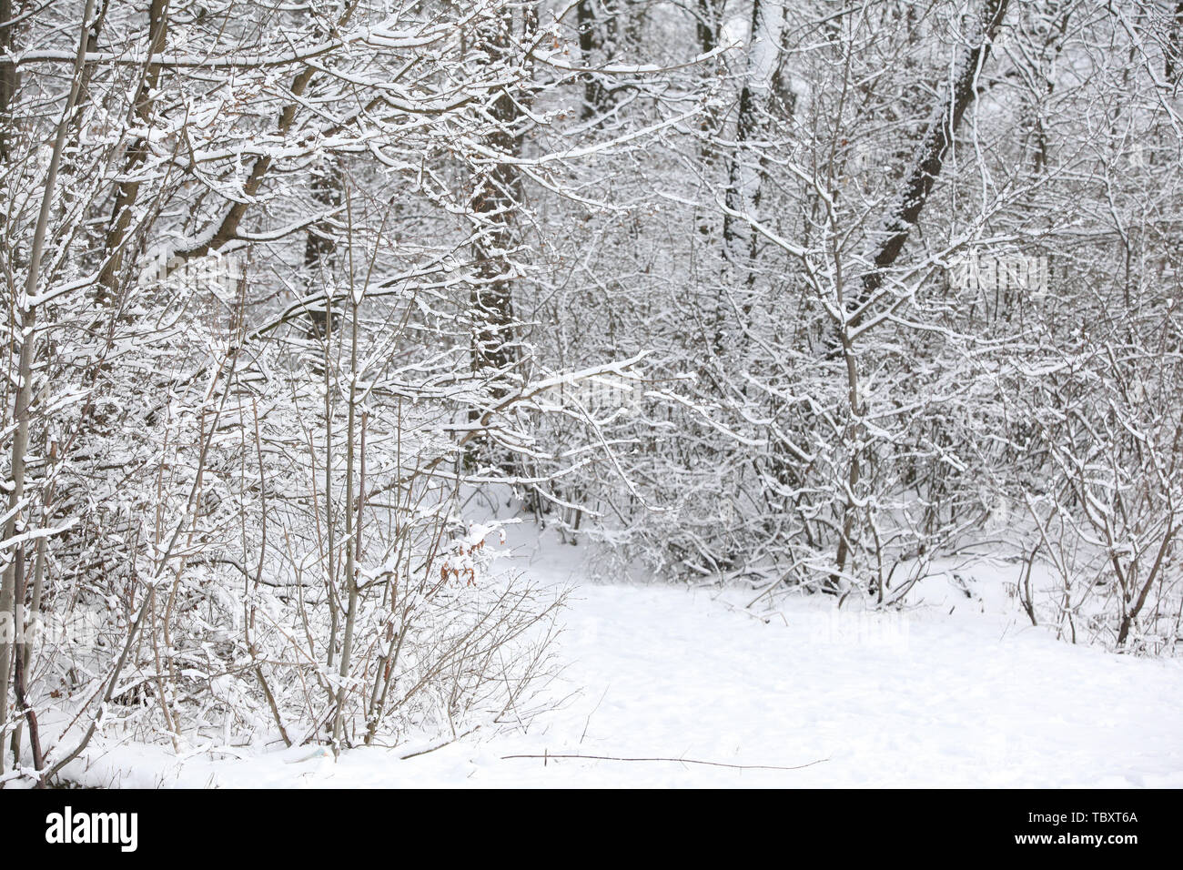 Some nice trees under the snow in winter Stock Photo - Alamy
