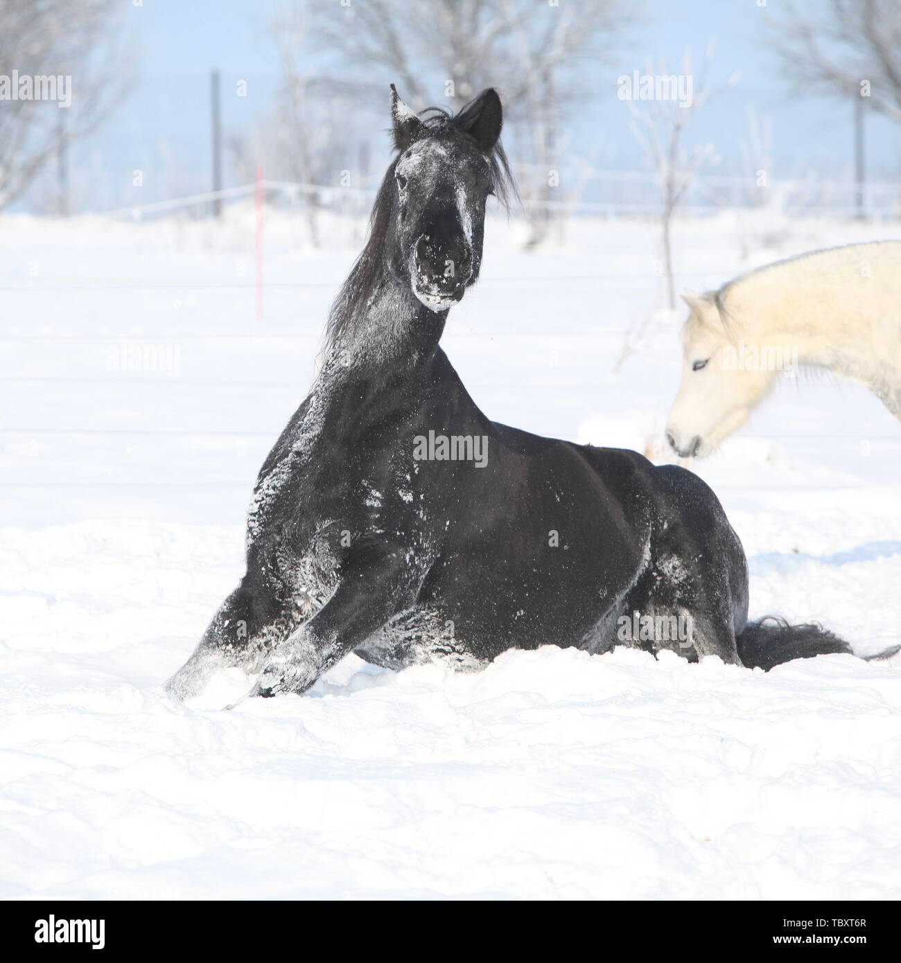 Nice horse rolling in the snow with pleasure Stock Photo - Alamy