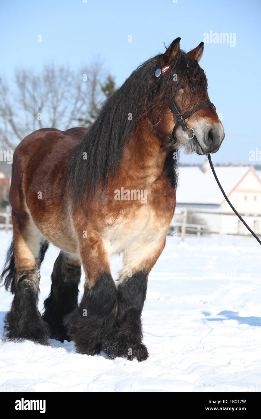 Dutch Draught Horse High Resolution Stock Photography and Images - Alamy