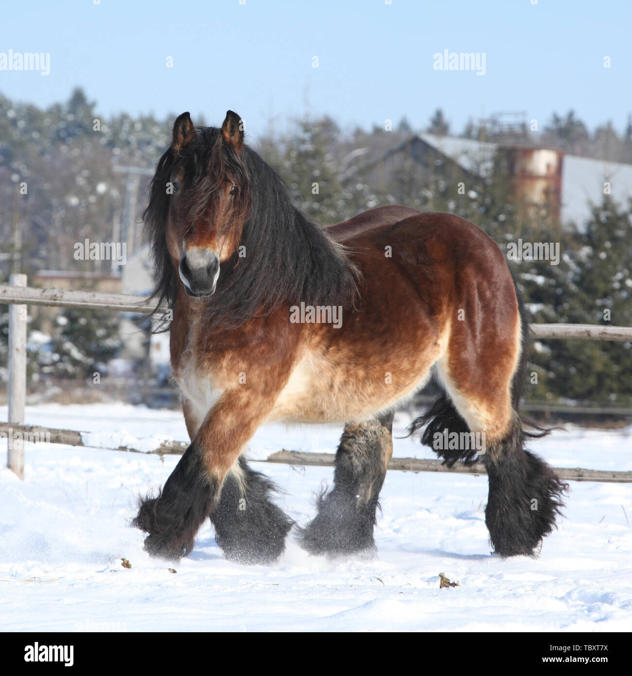 Dutch draught horse hi-res stock photography and images - Alamy