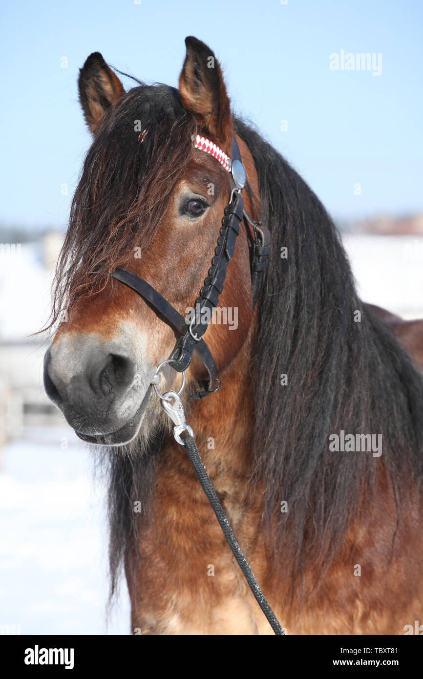 Portrait of dutch draught horse stallion with bridle standing on snow ...