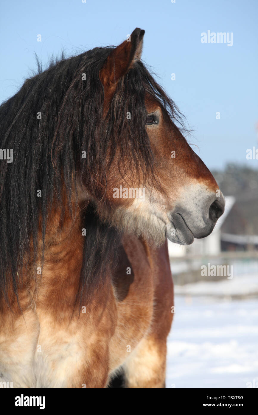 Dutch draught horse stallion with long mane standing on snow in sunny ...