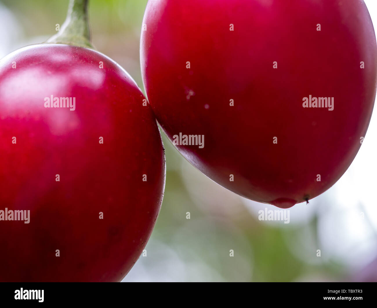 Tree tomato hi-res stock photography and images - Alamy