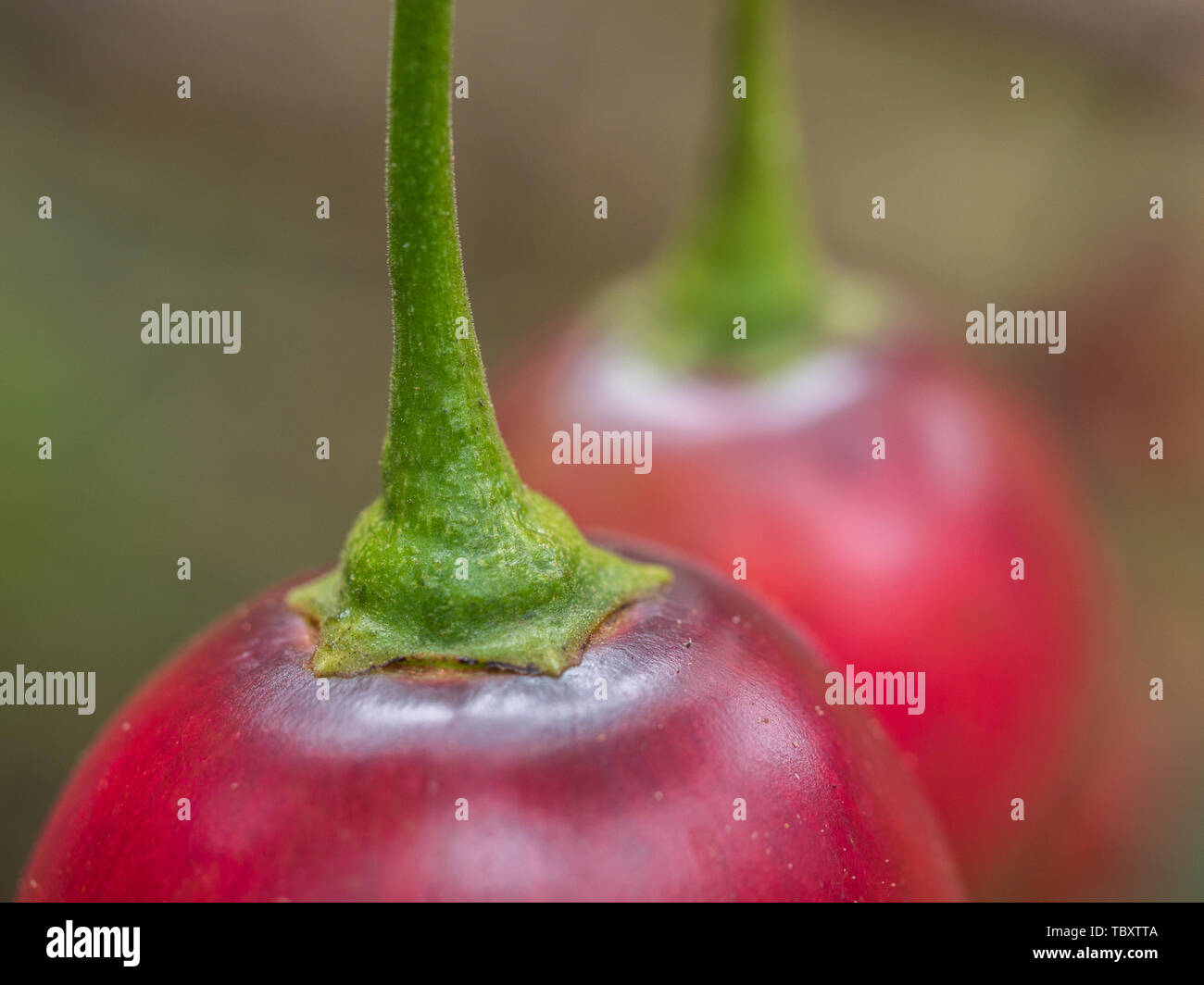 Tree tomato hi-res stock photography and images - Alamy