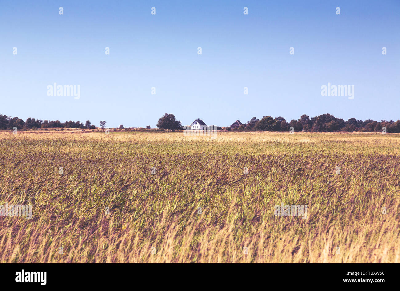typical Hiddensee heath landscape with white cottage Stock Photo - Alamy