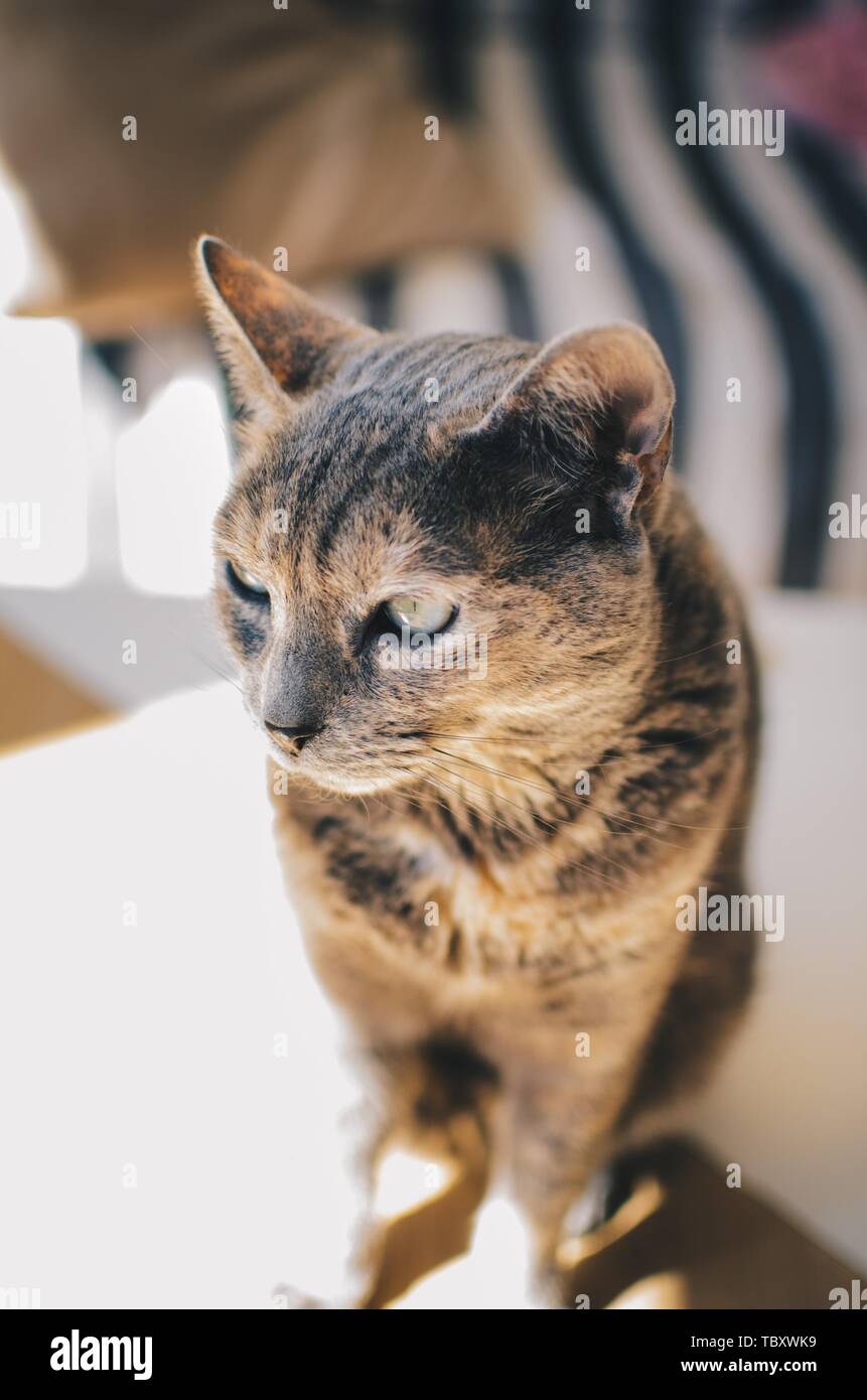 Cute domestic grey cat in a house Stock Photo - Alamy
