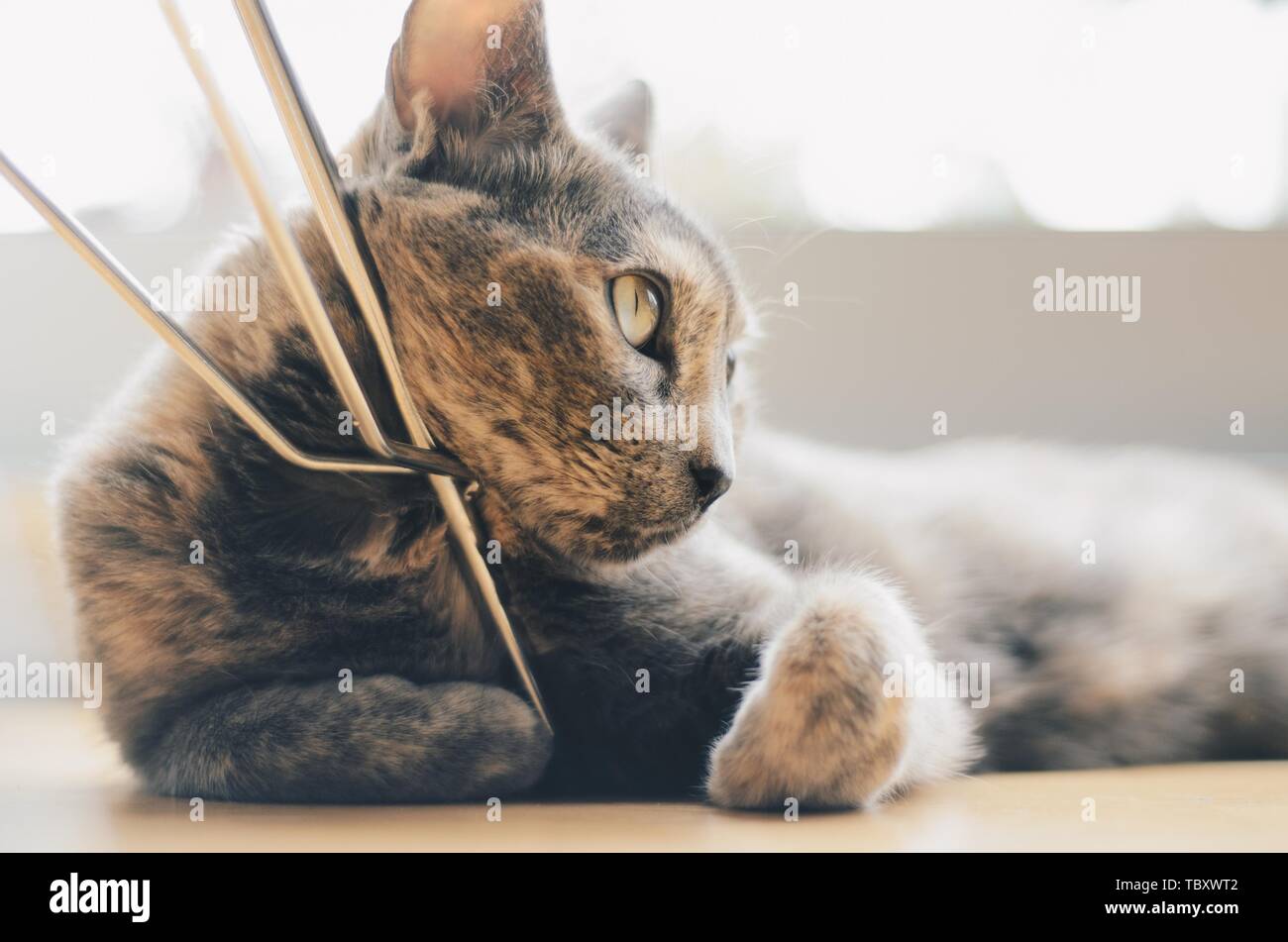 Cute domestic grey cat in a house Stock Photo - Alamy