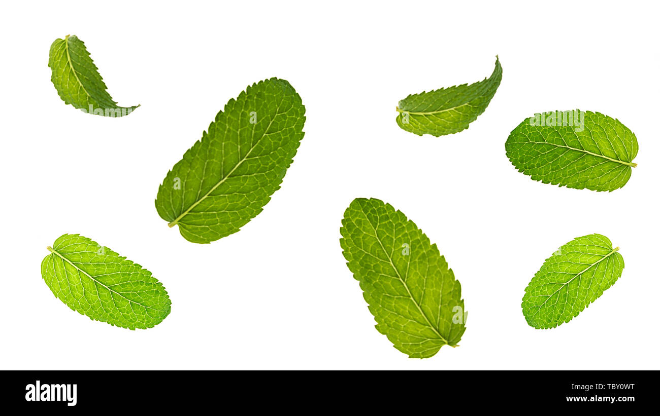 Fresh mint leaves pattern isolated on white background Stock Photo - Alamy