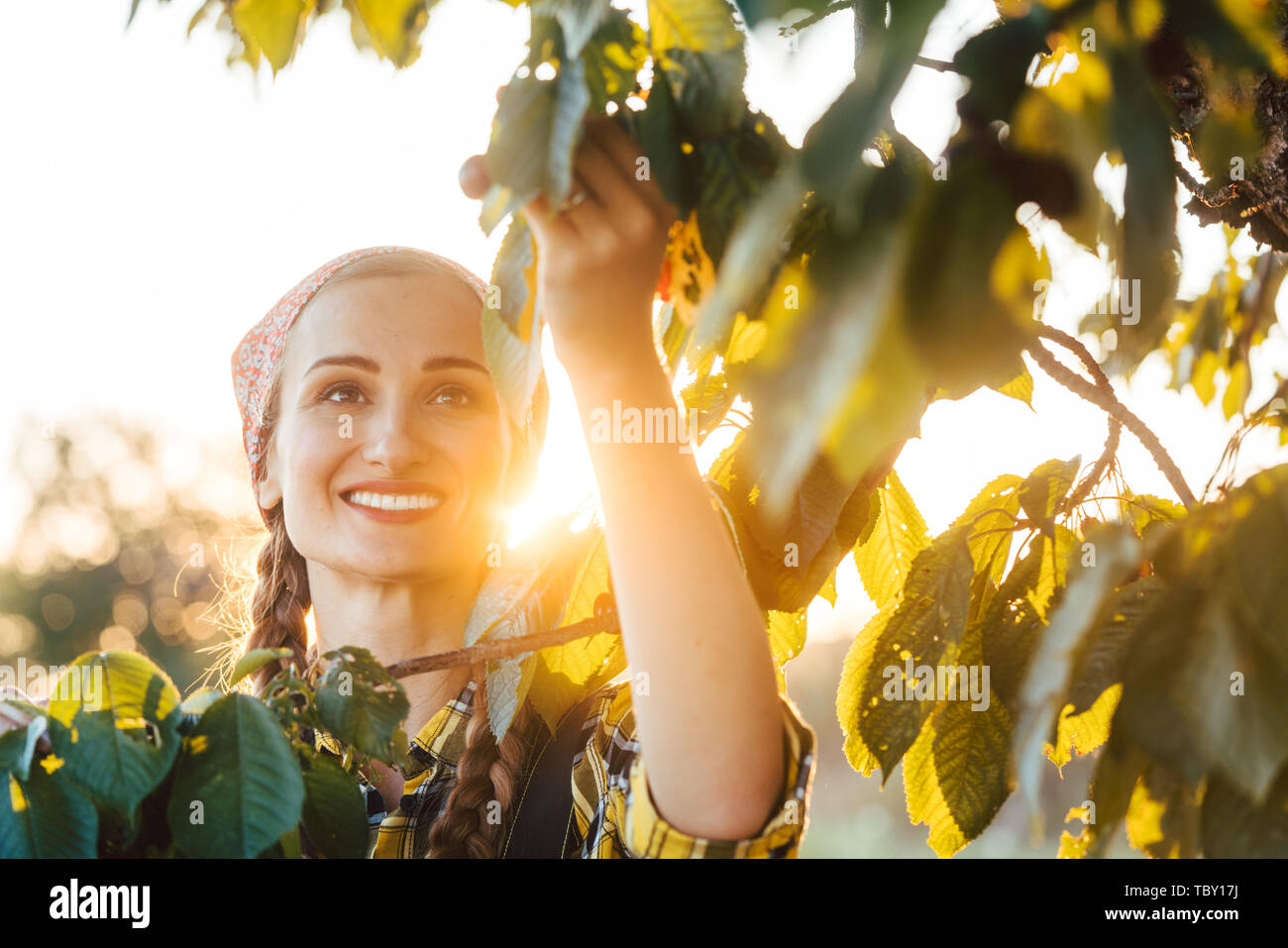 Beautiful farmer woman harvesting cherries from a tree in orchard Stock ...