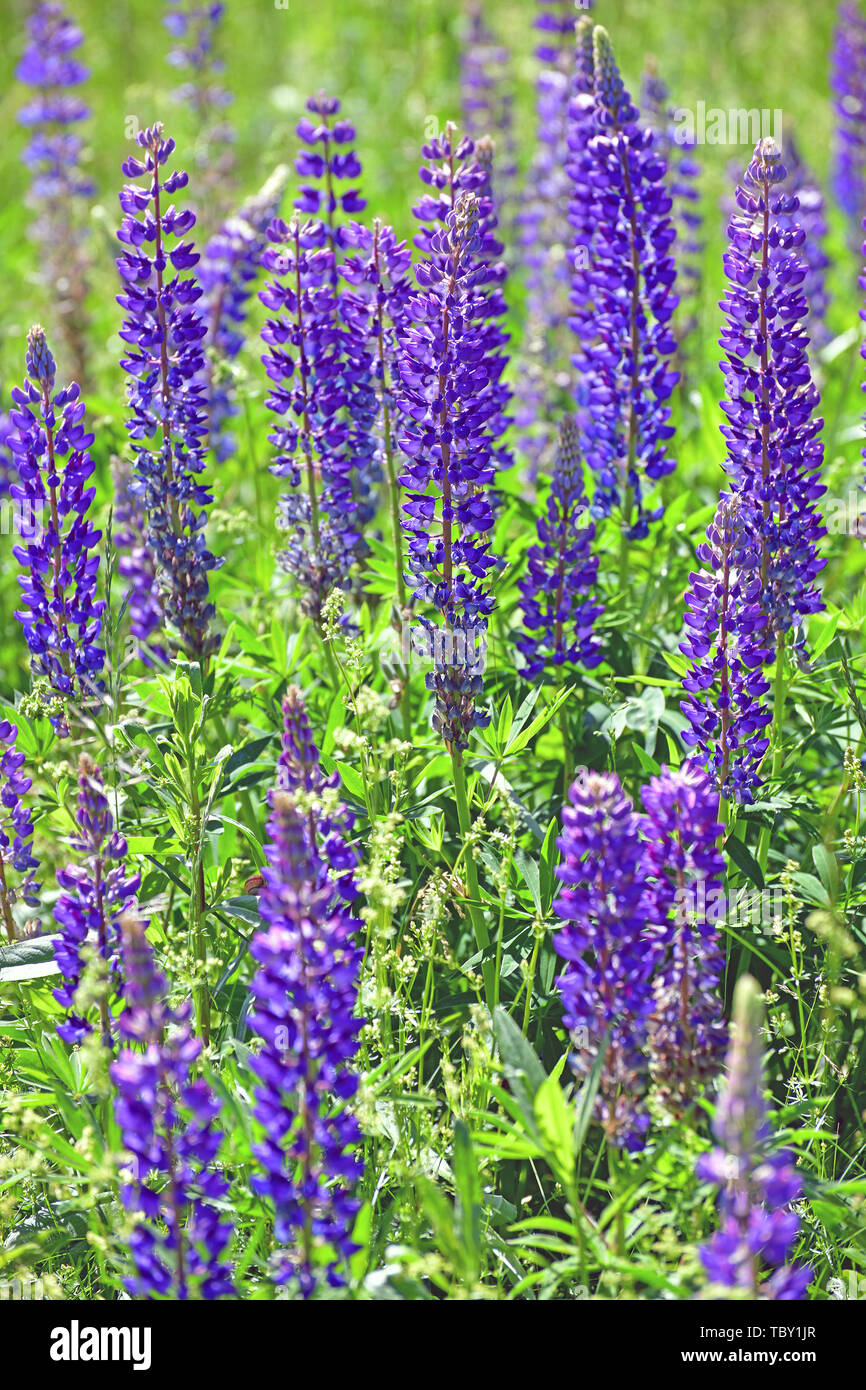 Beautiful glade hi-res stock photography and images - Alamy