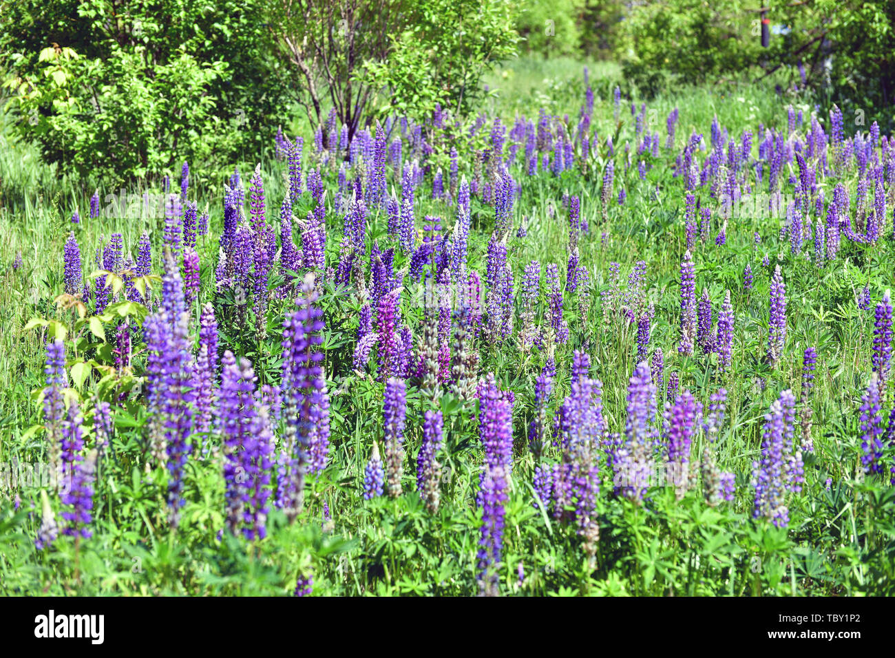 Beautiful glade hi-res stock photography and images - Alamy